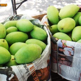 Rosa Farms – Rosa Farms, Zambales, Philippines -The Best and Sweetest ...