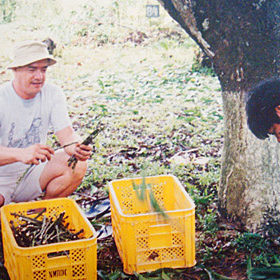 Rosa Farms – Rosa Farms, Zambales, Philippines -The Best and Sweetest ...