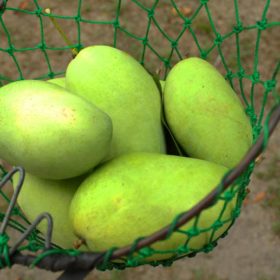 Rosa Farms – Rosa Farms, Zambales, Philippines -The Best and Sweetest ...