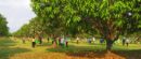 Rosa Farms – Rosa Farms, Zambales, Philippines -The Best and Sweetest ...