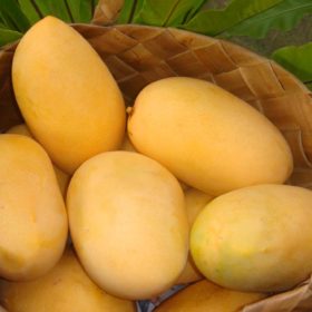 Rosa Farms – Rosa Farms, Zambales, Philippines -The Best and Sweetest ...